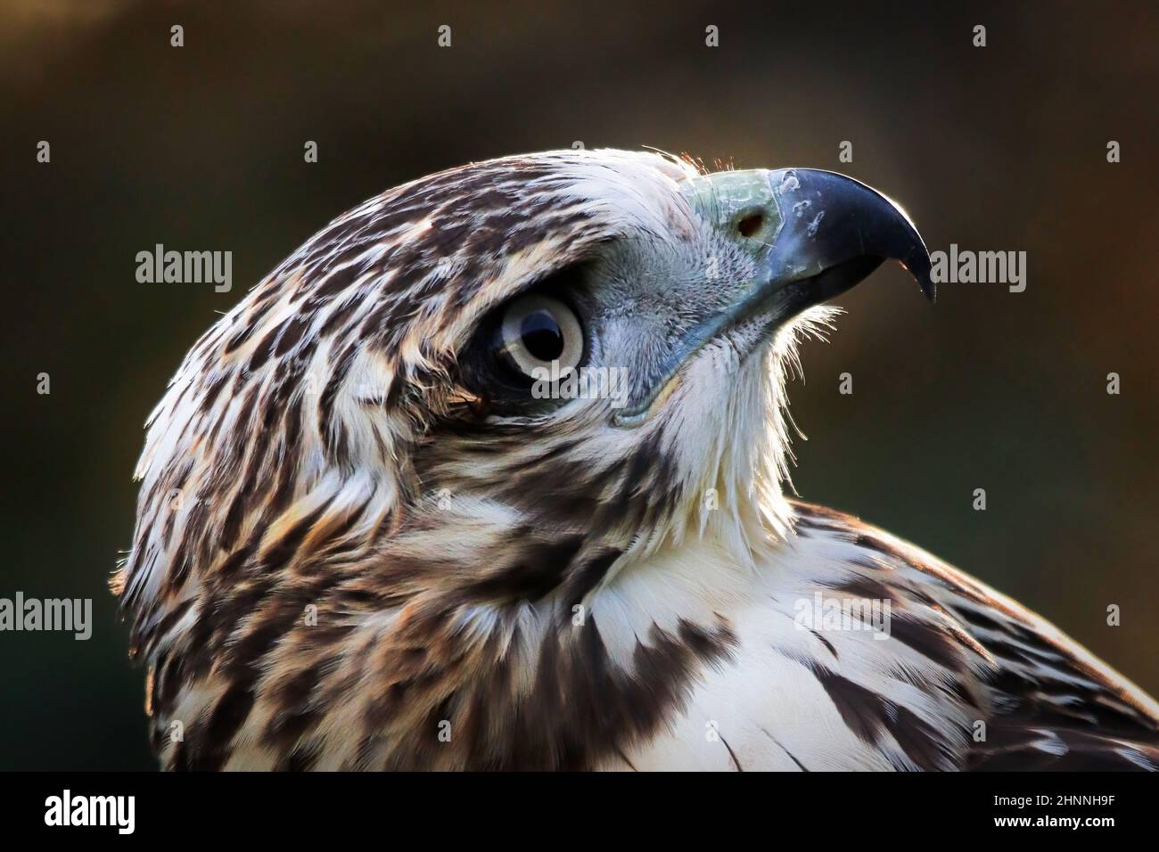 Macro view of a adult Red Tail Hawk head Stock Photo - Alamy