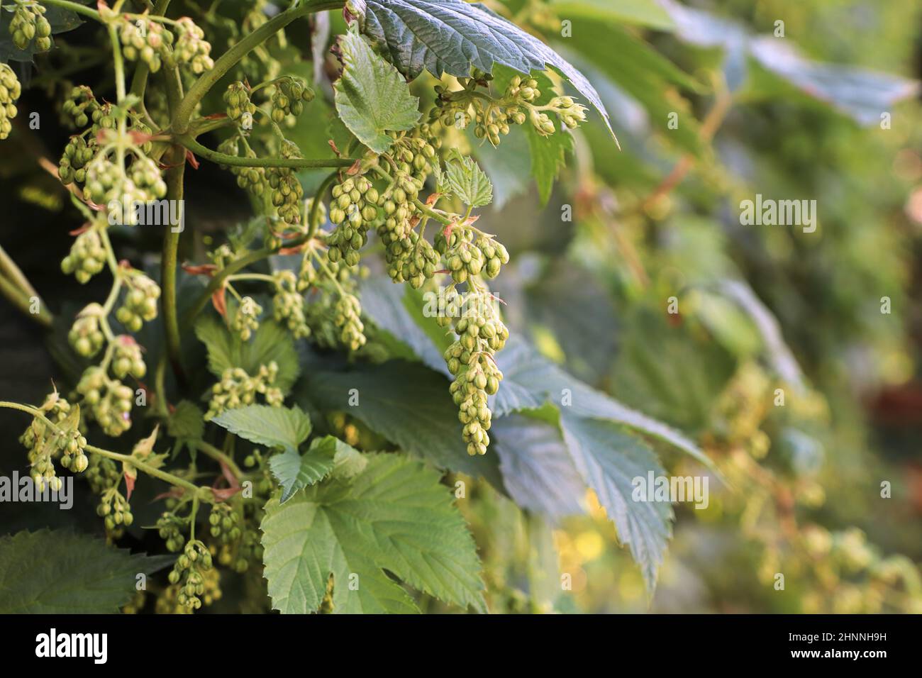 Closeup of hop buds and leaves on a vine Stock Photo - Alamy