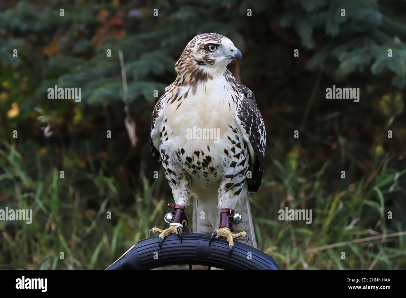 An adult Red Tail Hawk sitting on a perch Stock Photo - Alamy