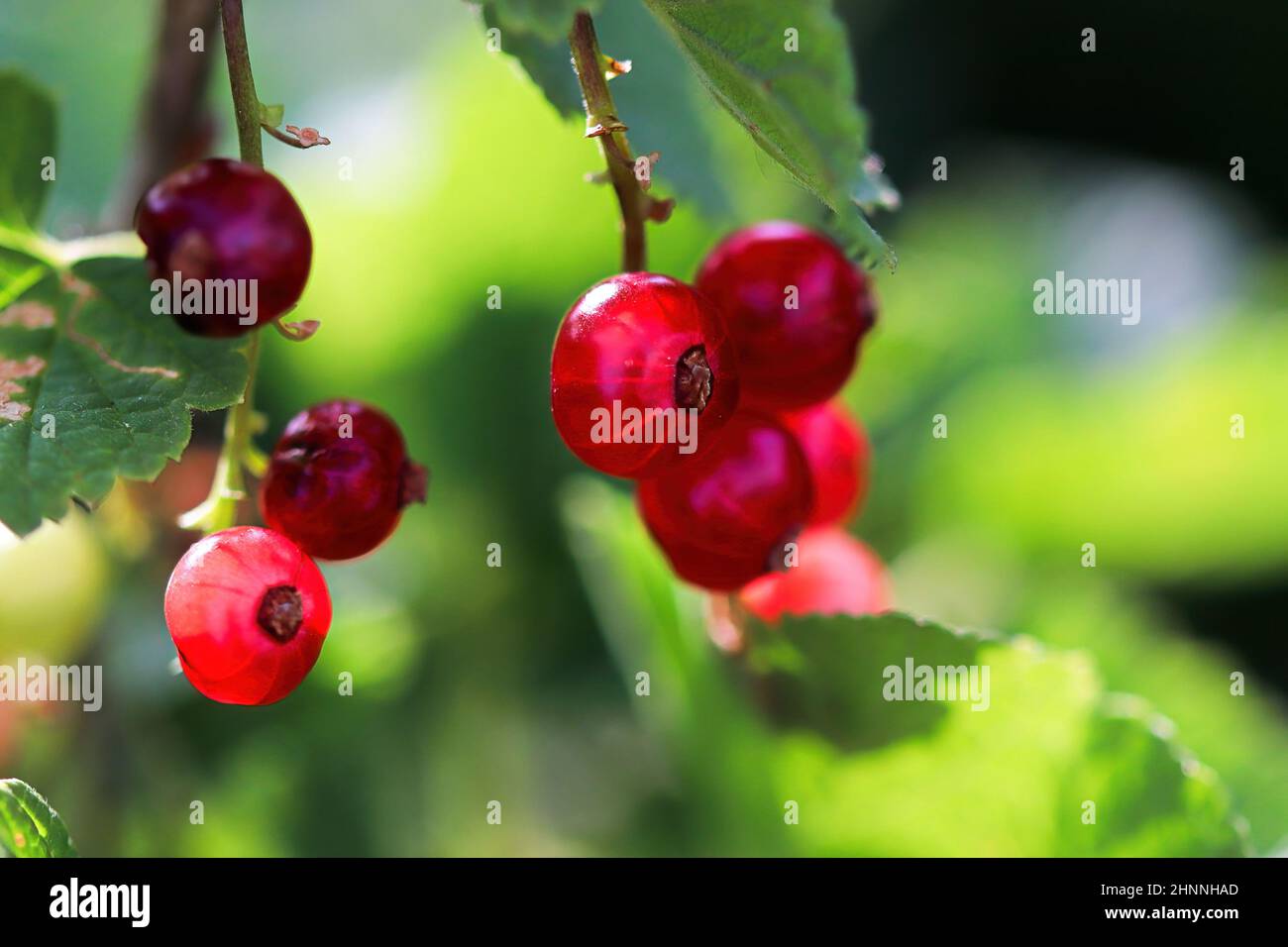 Side view of red currants on a shrub Stock Photo - Alamy