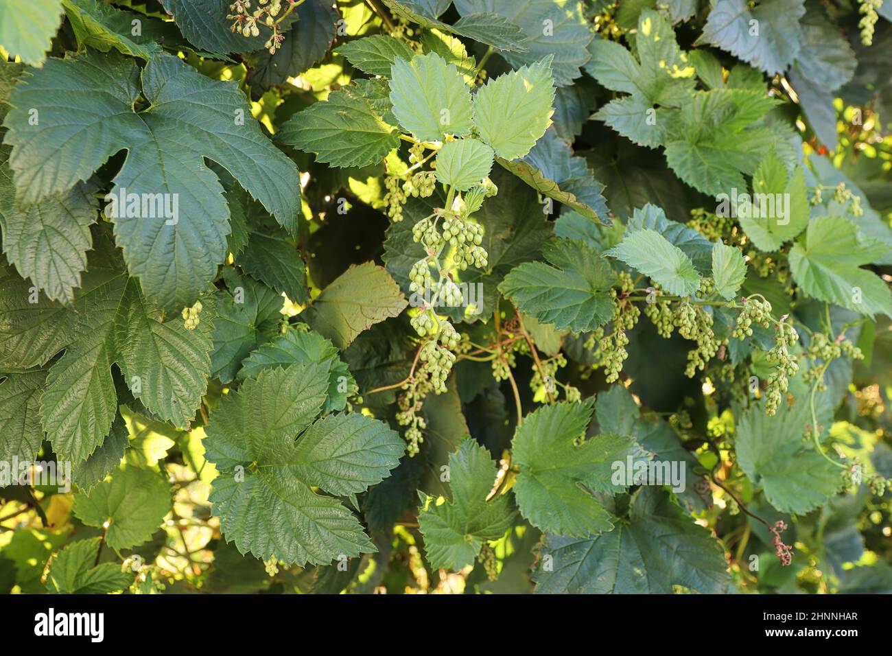 View of hop buds and leaves on a vine Stock Photo - Alamy