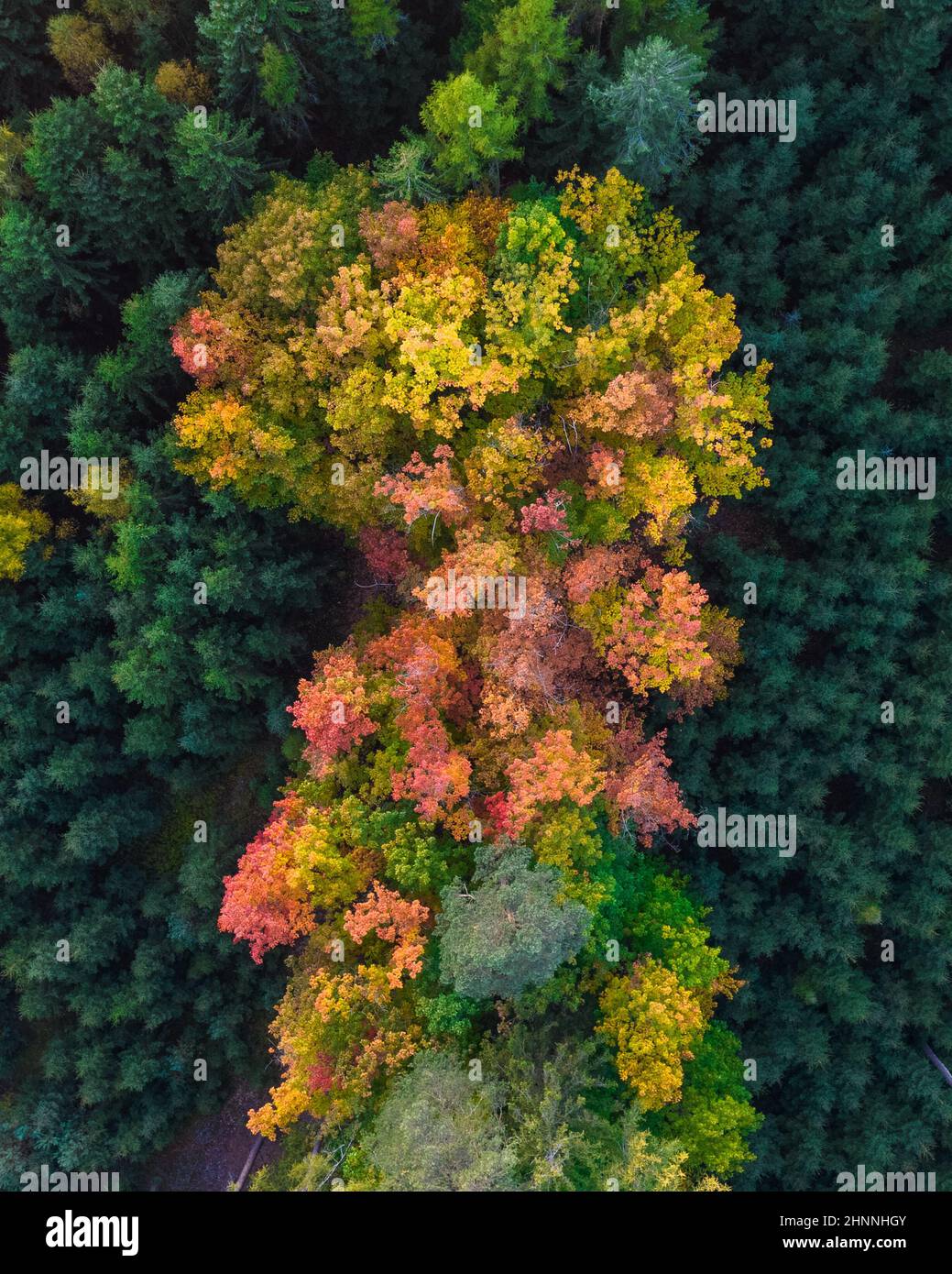Mesmerizing view of the dense forest with trees with colorful foliage ...