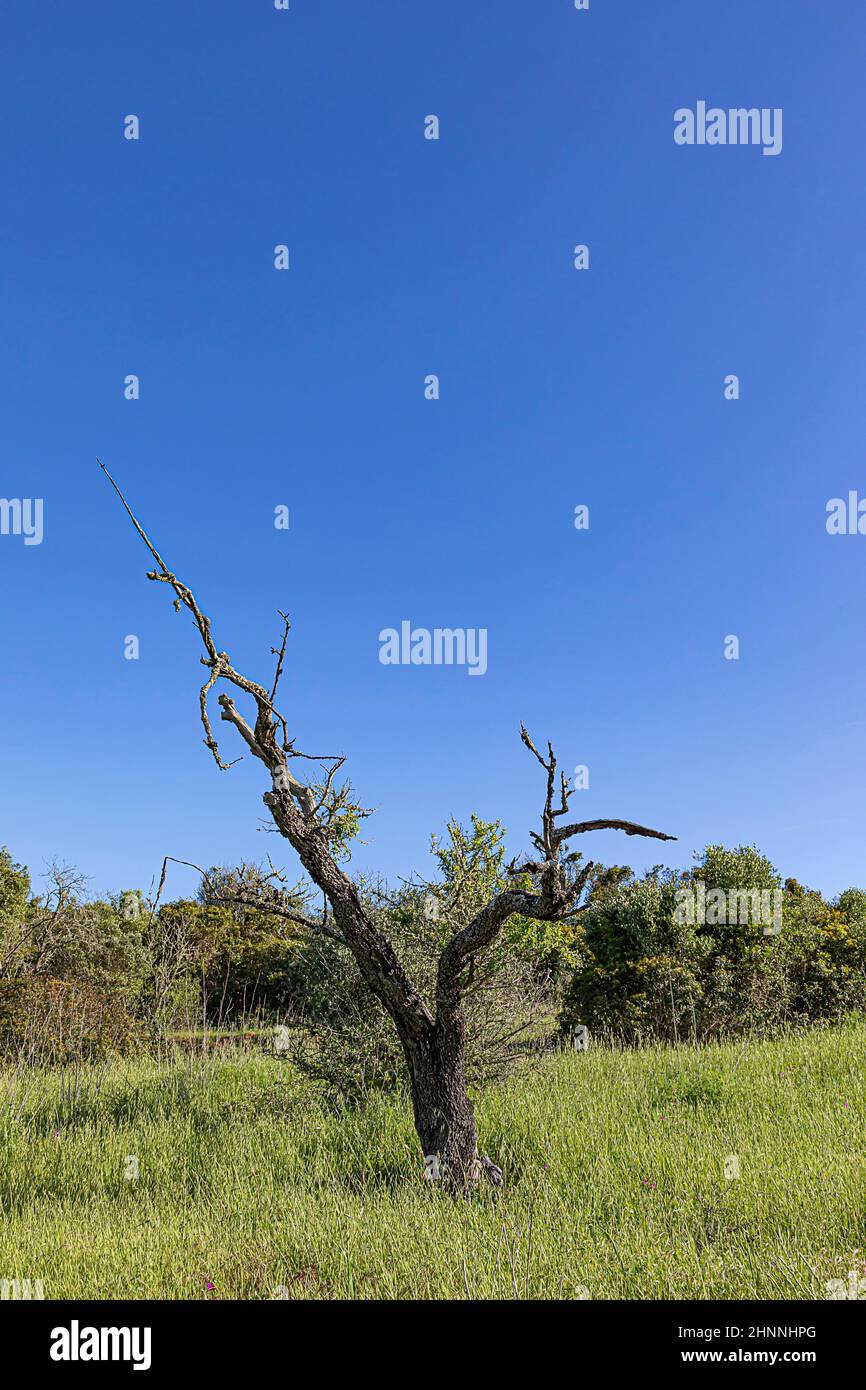 old tree with dead branches due to environment pollution by CO2 Stock ...