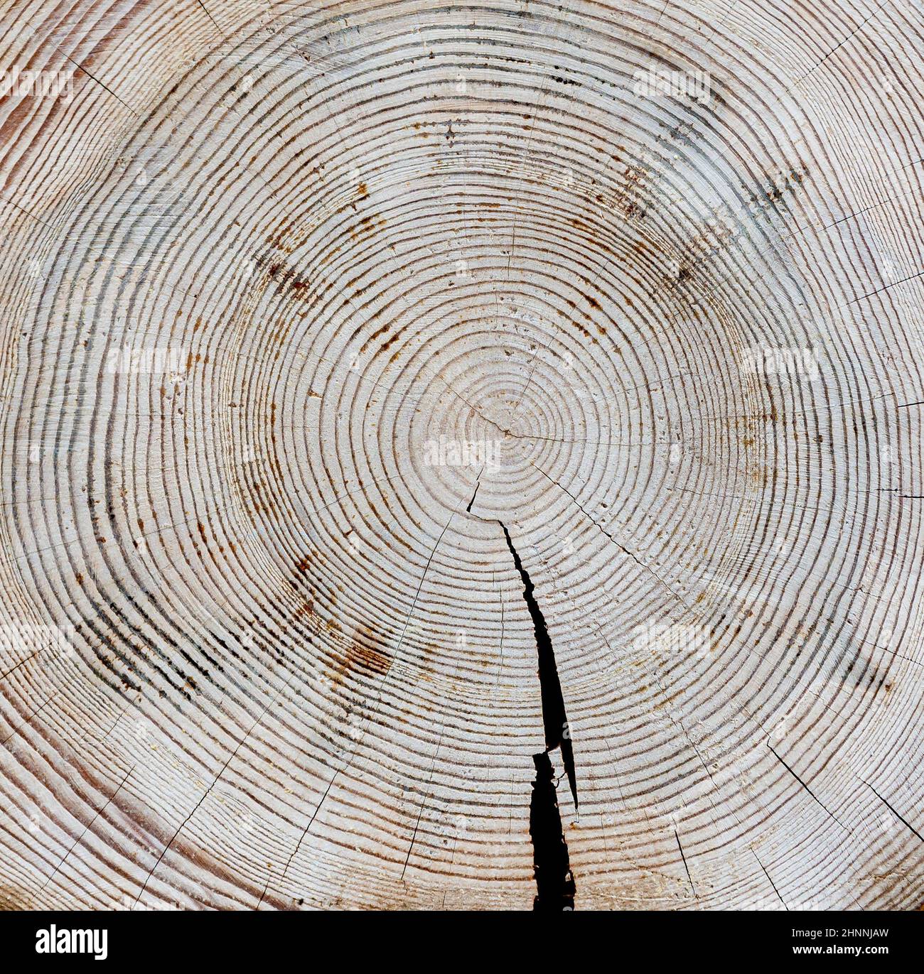 Cross section of the tree colored Stock Photo - Alamy