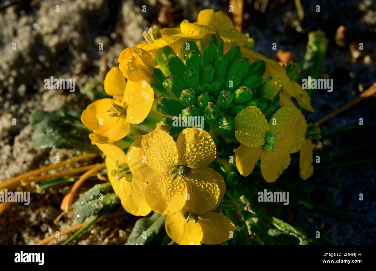 Menzies wallflower hi-res stock photography and images - Alamy