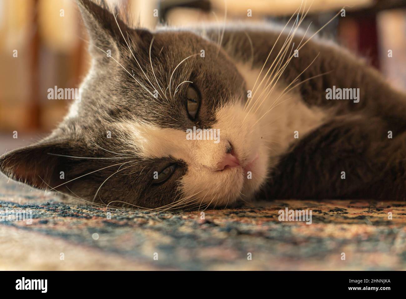 Cute tabby cat lying on carpet at home Stock Photo - Alamy