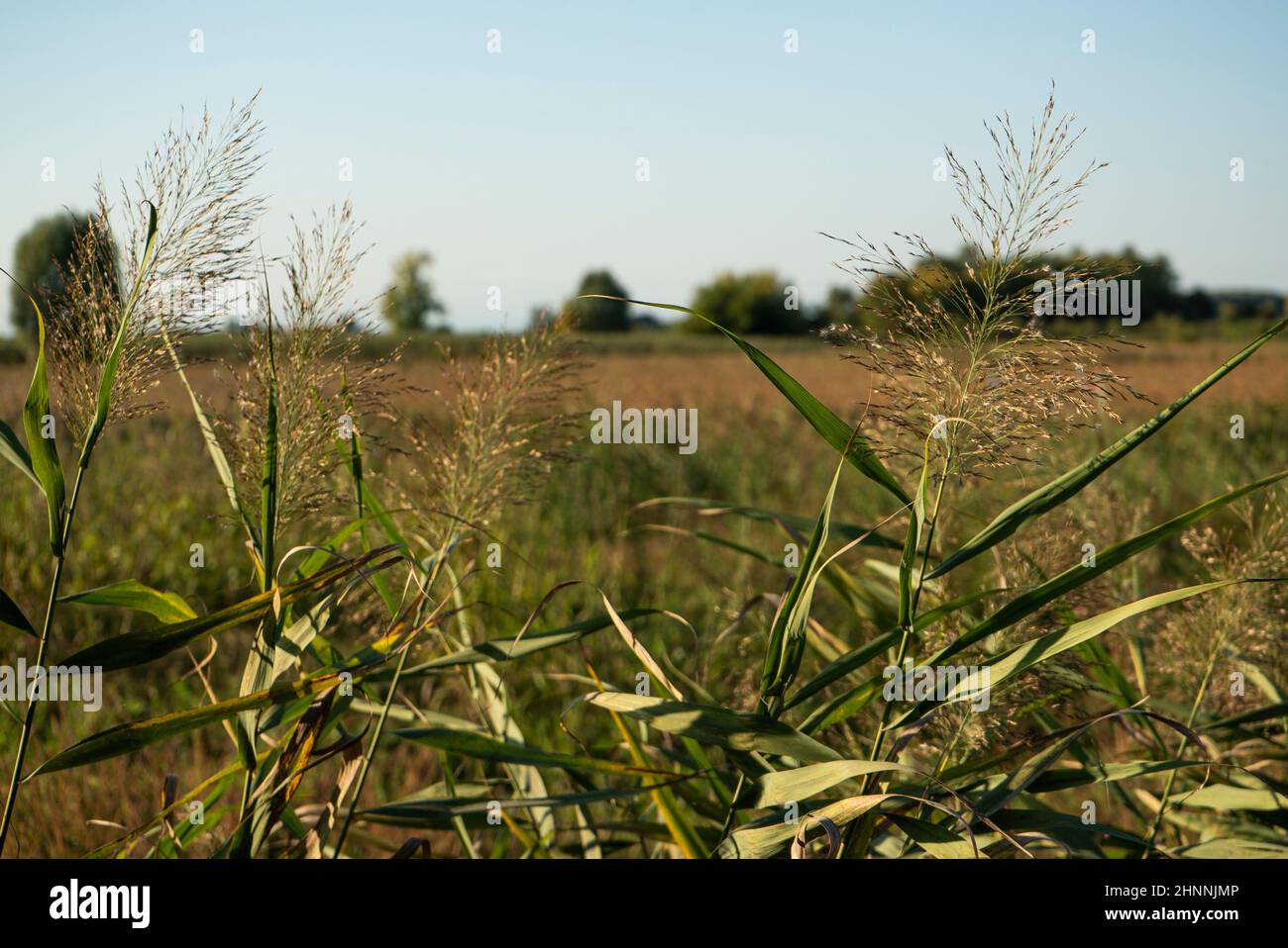 Detail grass ditch sunset orange hi-res stock photography and images ...