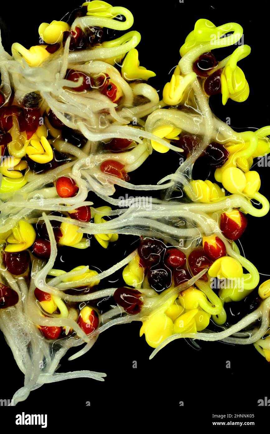 Germs sprouts hi-res stock photography and images - Alamy
