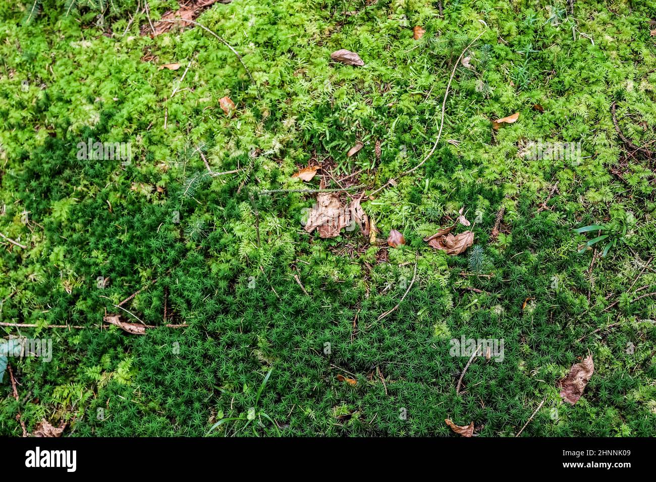 Detailed close up view on a forest ground texture with moss and ...