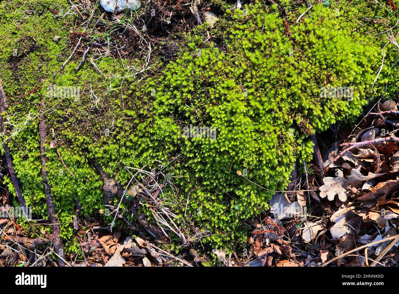 Detailed close up view on a forest ground texture with moss and ...
