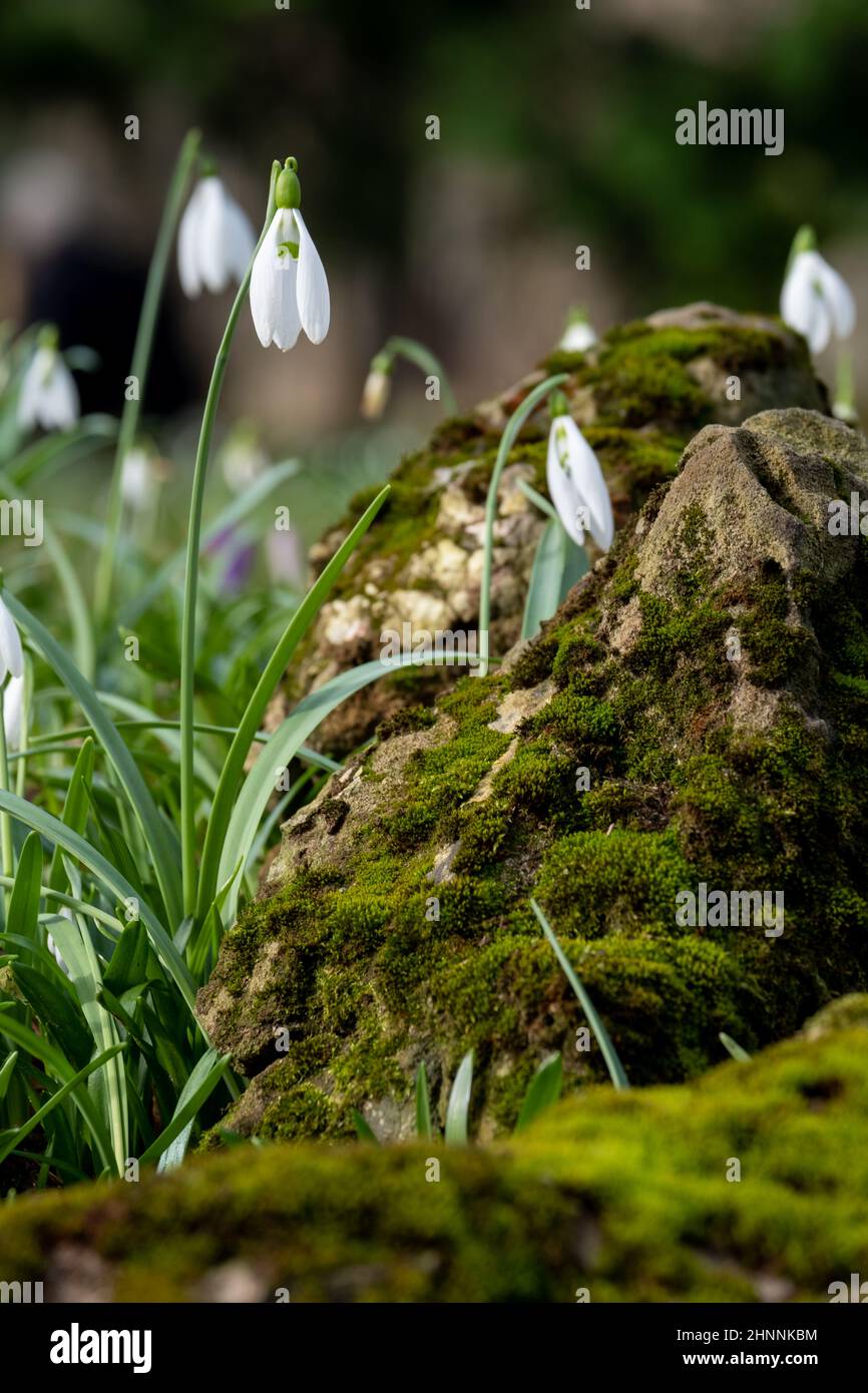 Snowdrop flowers growing at Myddleton House Gardens, Enfield in north ...