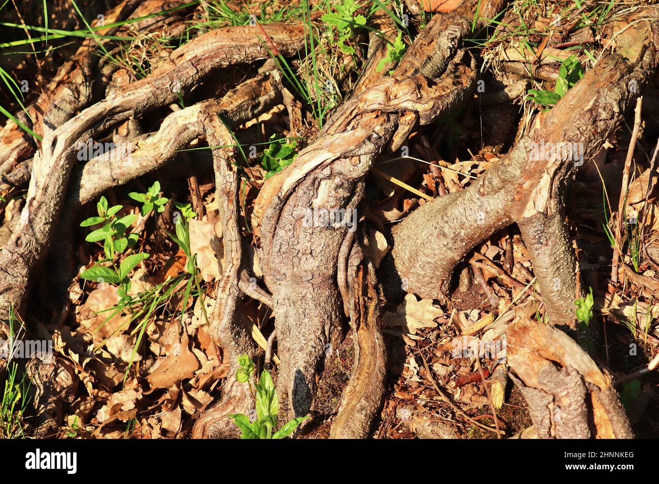 Detailed close up view on a forest ground texture with moss and ...