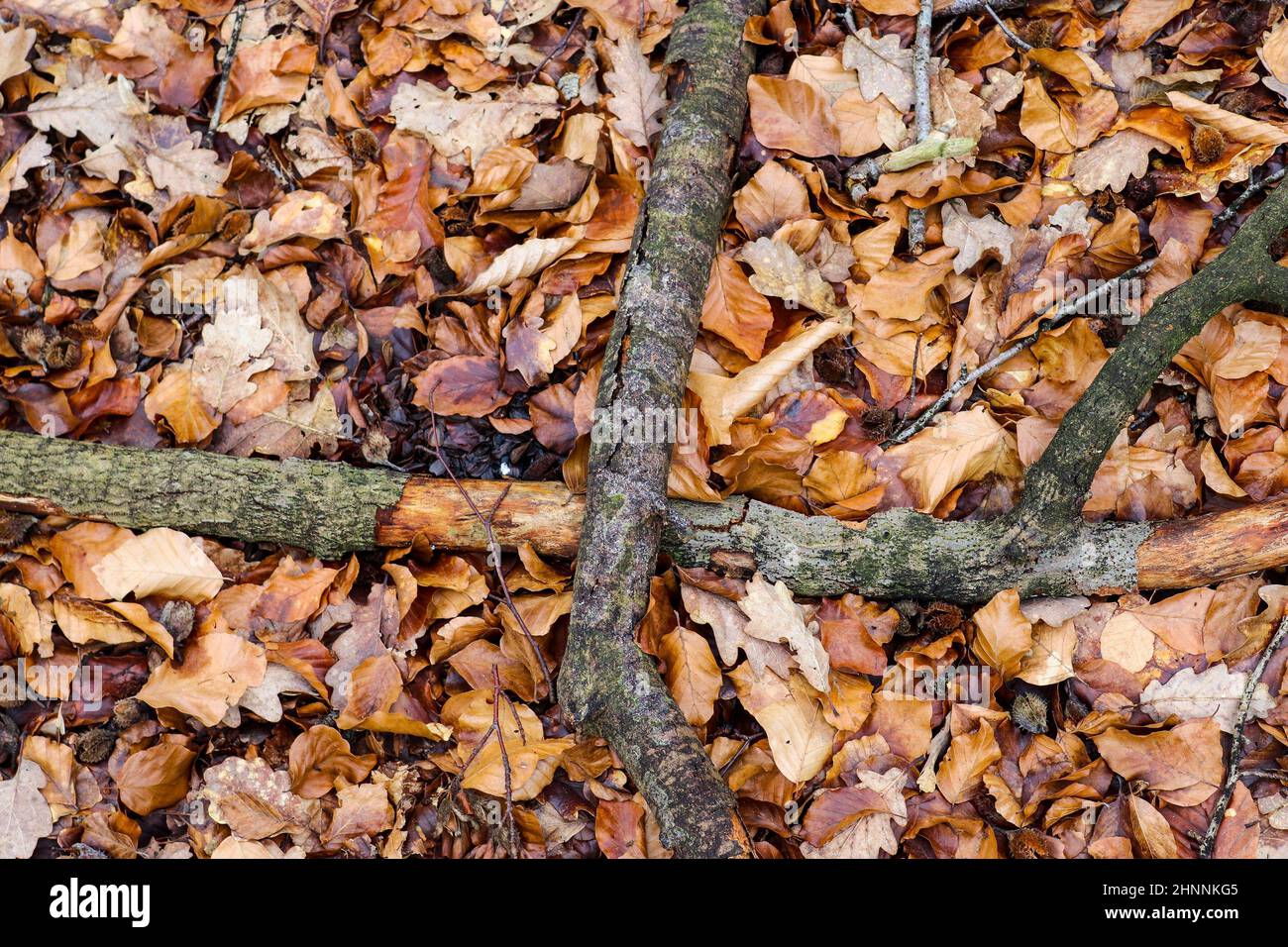 Detailed close up view on a forest ground texture with moss and ...