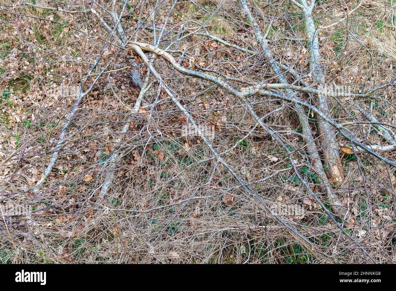 Detailed close up view on a forest ground texture with moss and ...