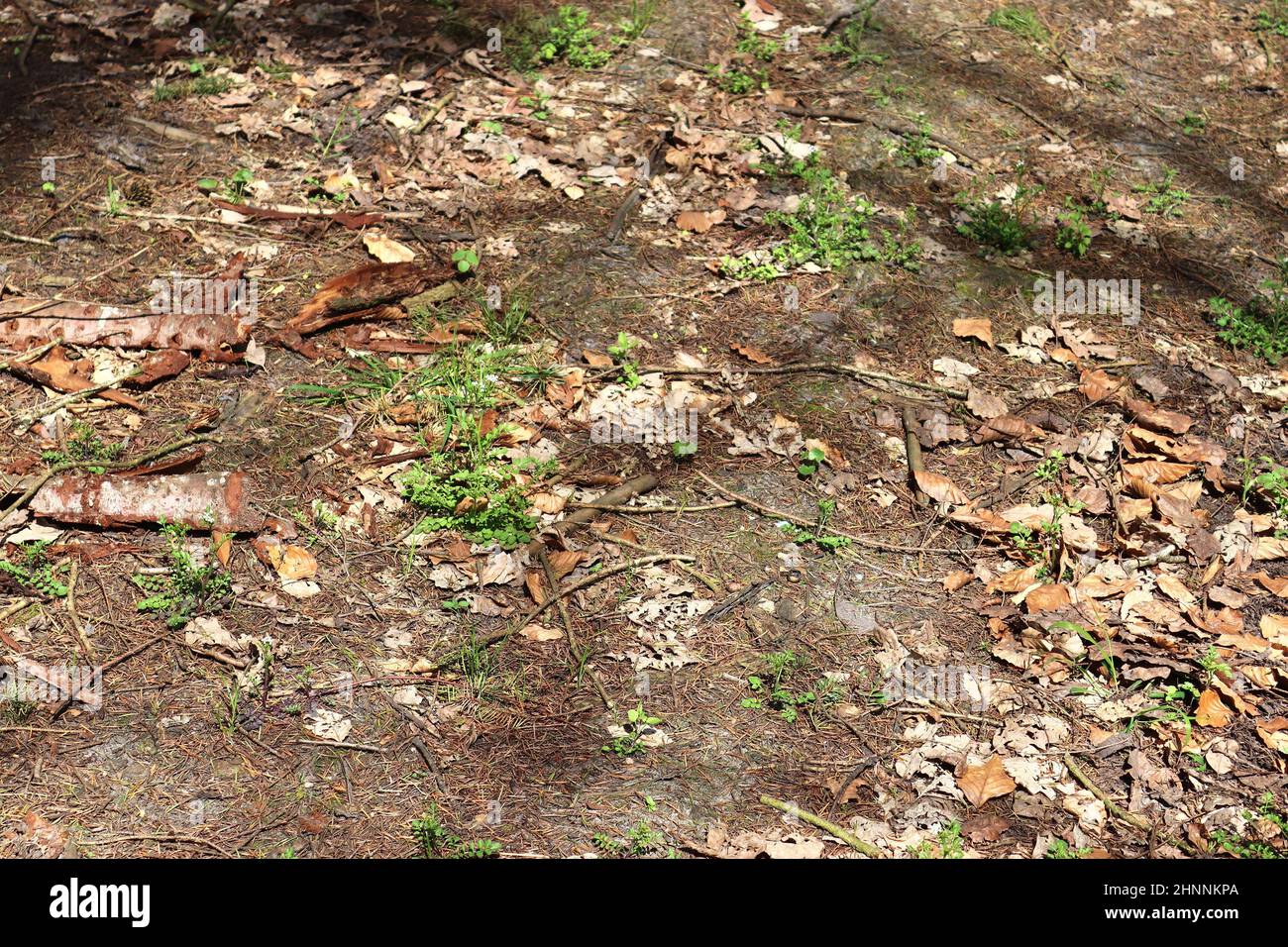Detailed close up view on a forest ground texture with moss and ...