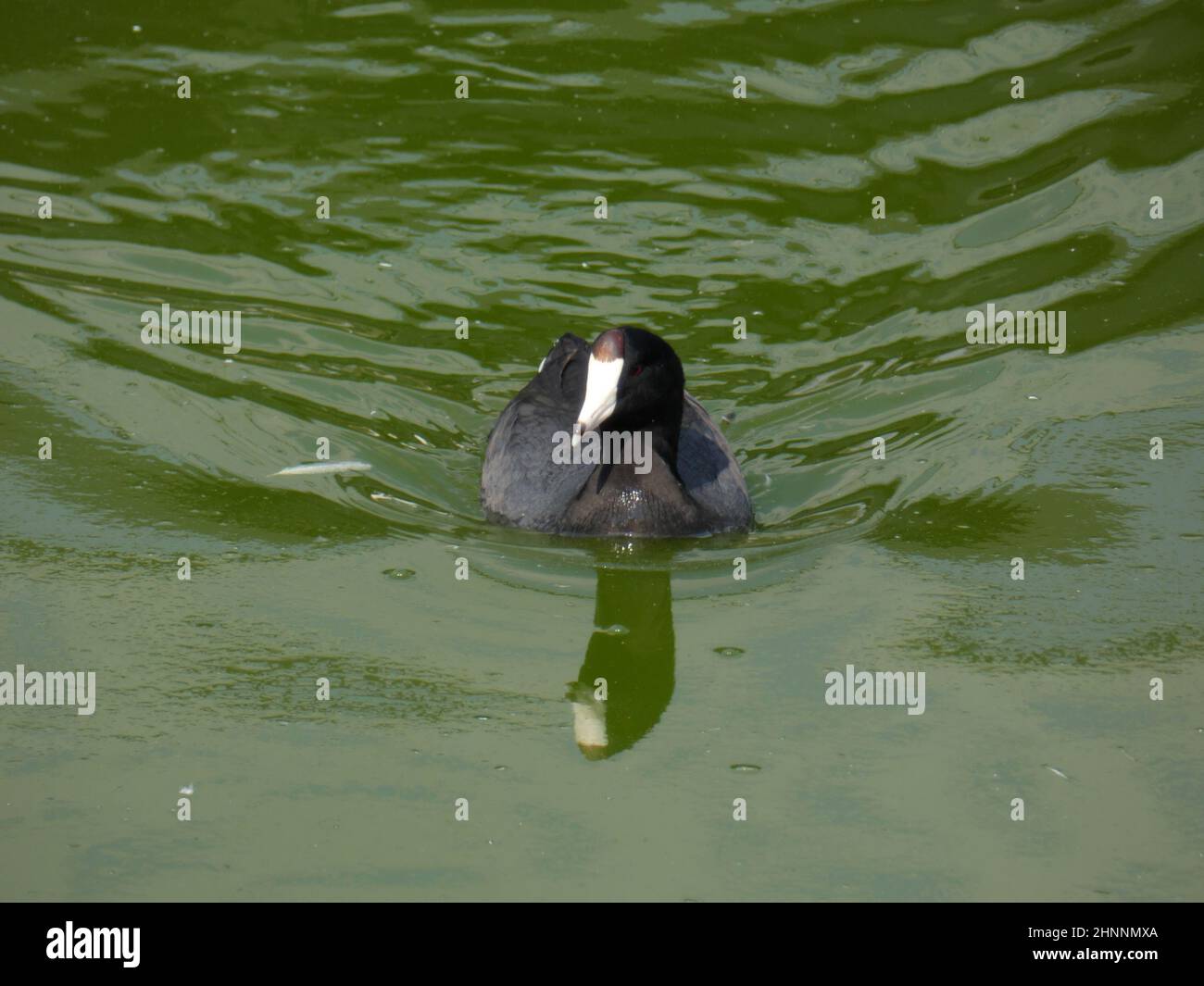 San Juan de Aragon lake, seasonal refuge for migrating birds in Mexico ...