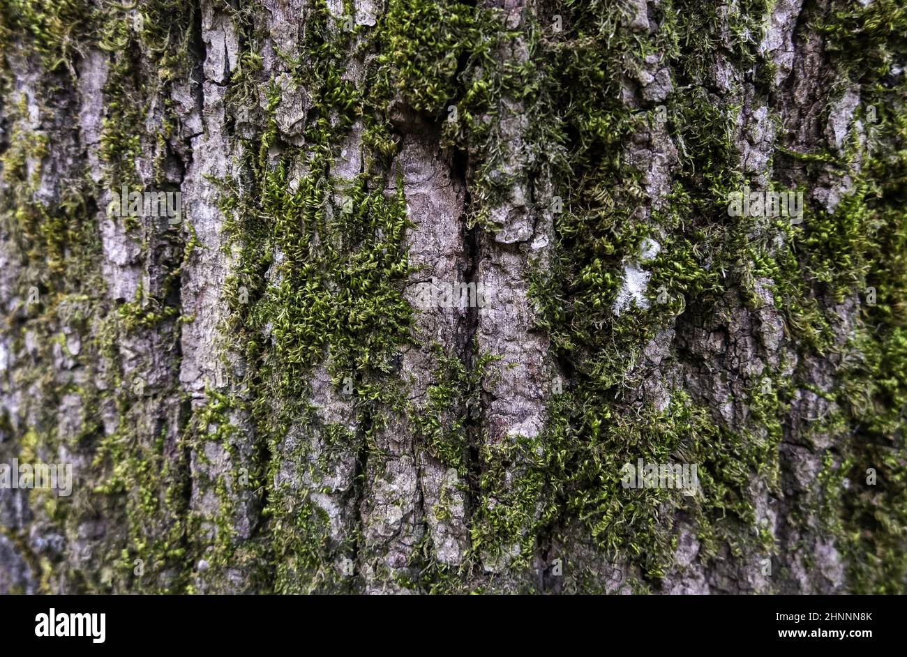 Detail of old tree bark in a wet forest Stock Photo - Alamy