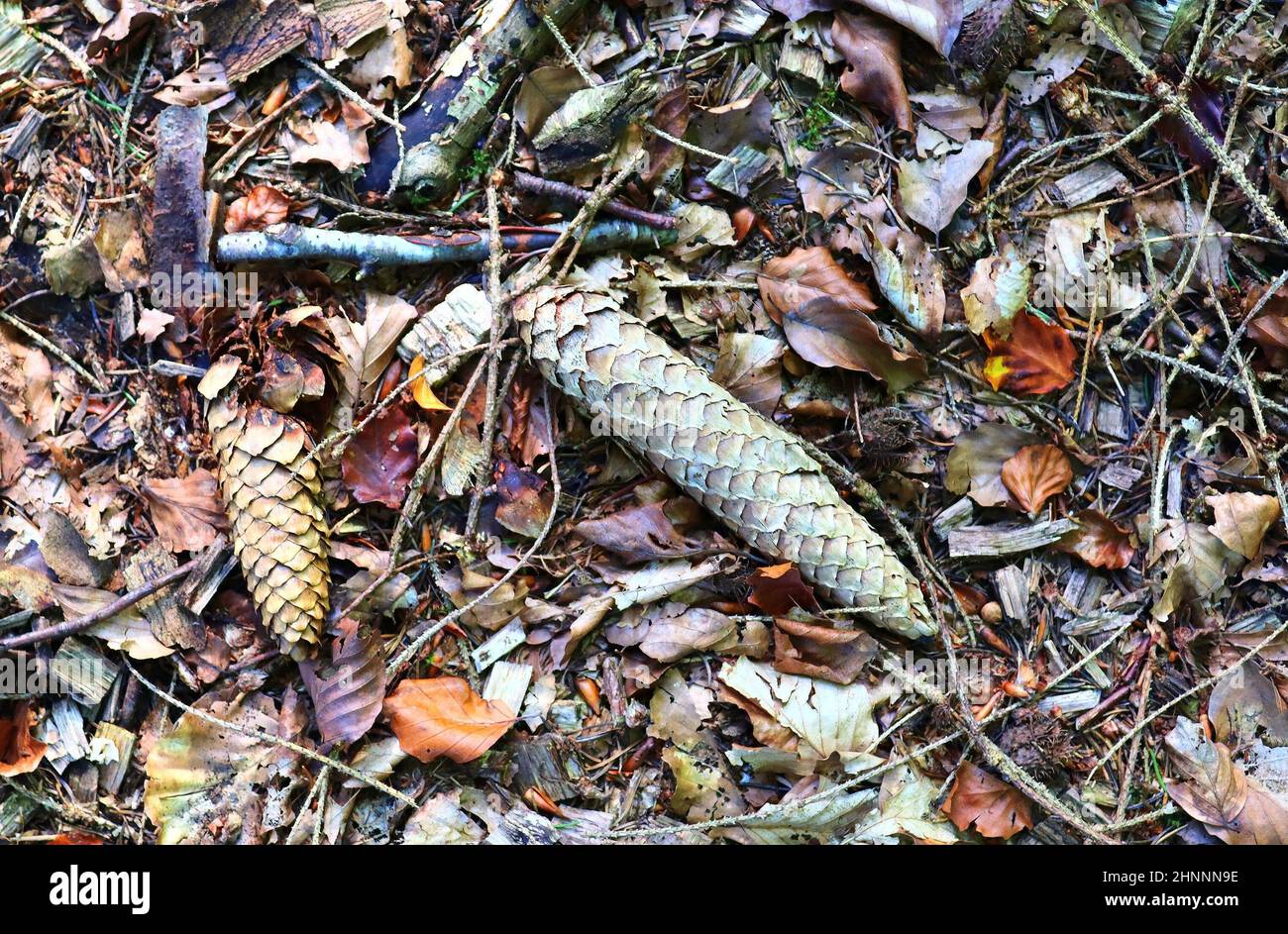 The ground in a forest with pine cones, moss, grass, pine needles ...