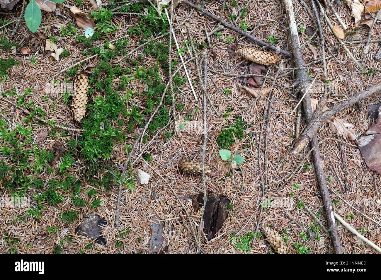 The ground in a forest with pine cones, moss, grass, pine needles ...