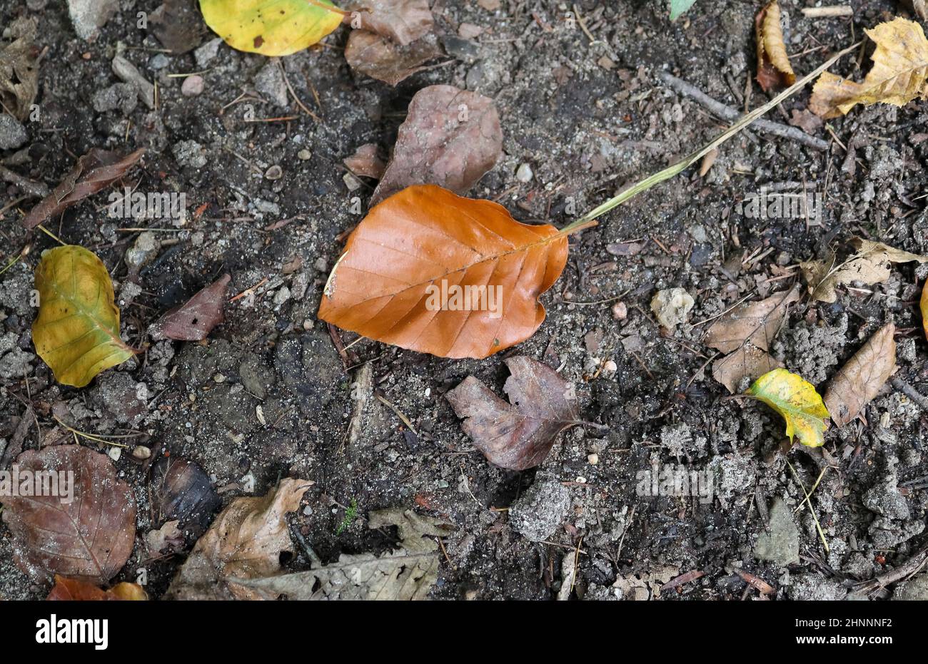 Detailed close up view on a forest ground texture with lots of leaves ...