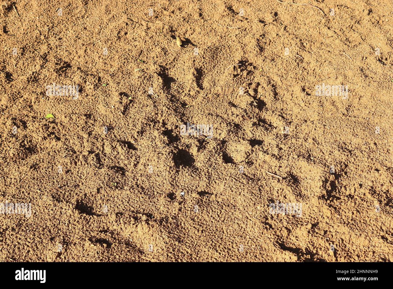 Detailed close up view on a brown sand ground texture in high ...