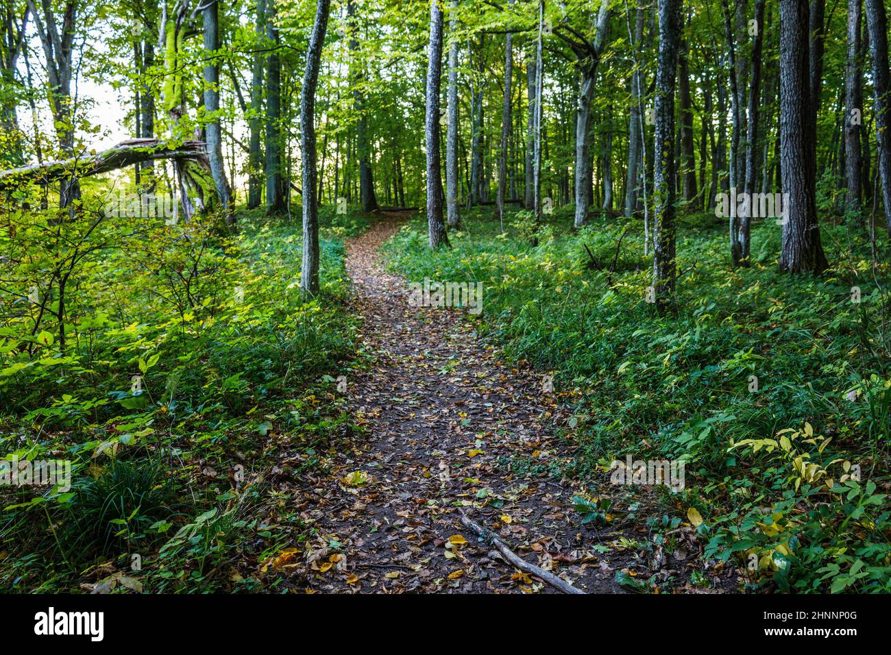 A Worn Path or Hiking Trail Through a Forest Stock Photo - Alamy