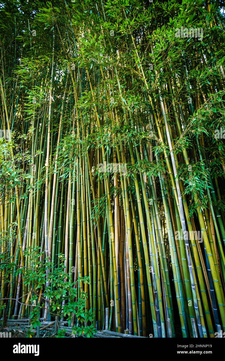 Asian bamboo forest hi-res stock photography and images - Alamy