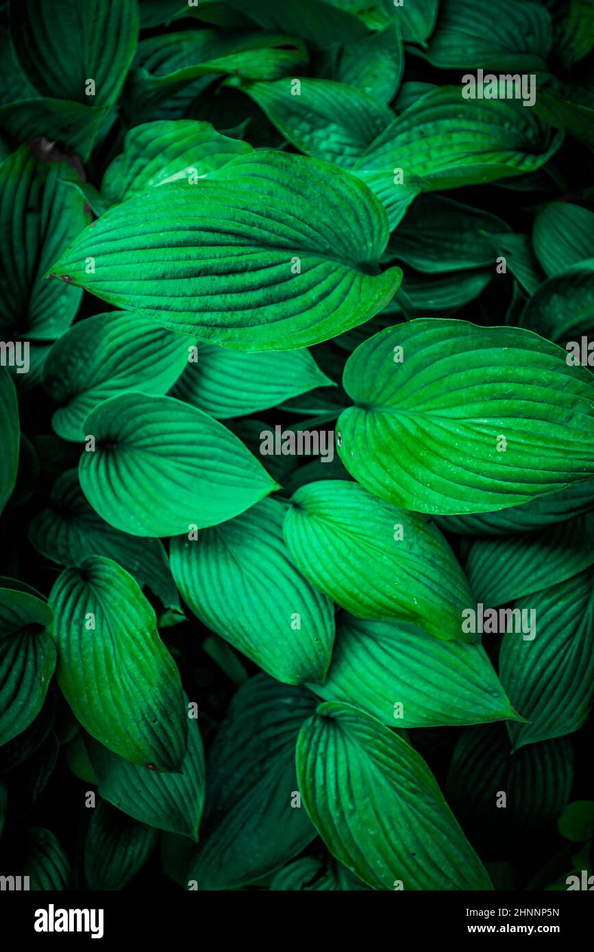 Green leaves texture top view background. Tropical dark green leaf tone ...