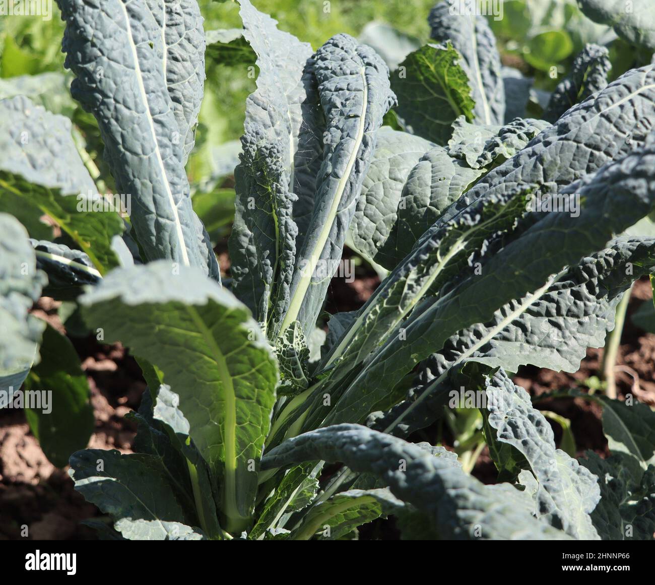 Kale cabbage. Tuscan kale or black kale plant. Winter cabbage also ...