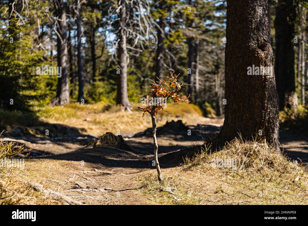 Small growing tree hi-res stock photography and images - Alamy