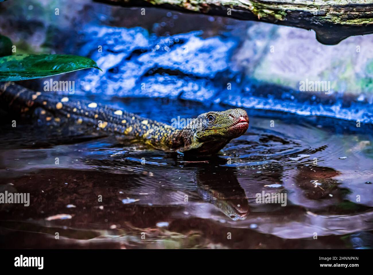 Komodo dragon in the beautiful nature habitat. Monitor lizard Stock ...