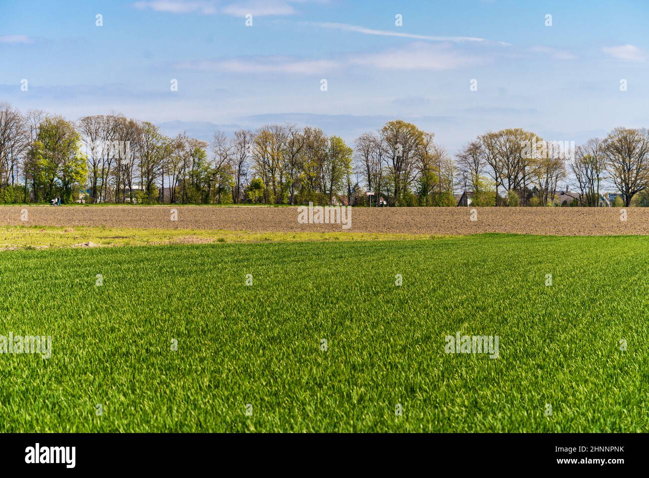 Green farmers field. Rural landscape Stock Photo - Alamy