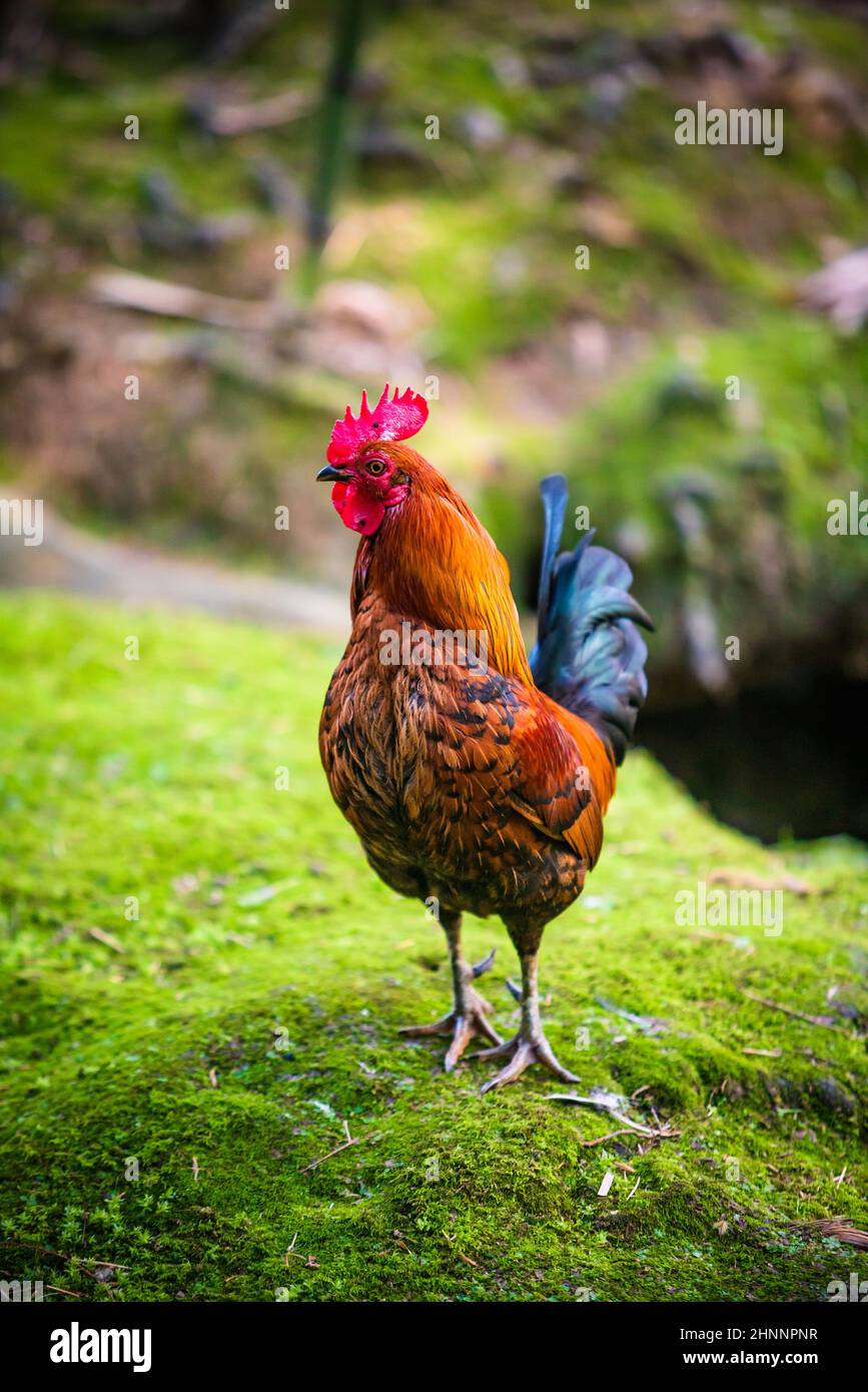 Brightly colored feral rooster. Portrait Of Rooster Stock Photo - Alamy