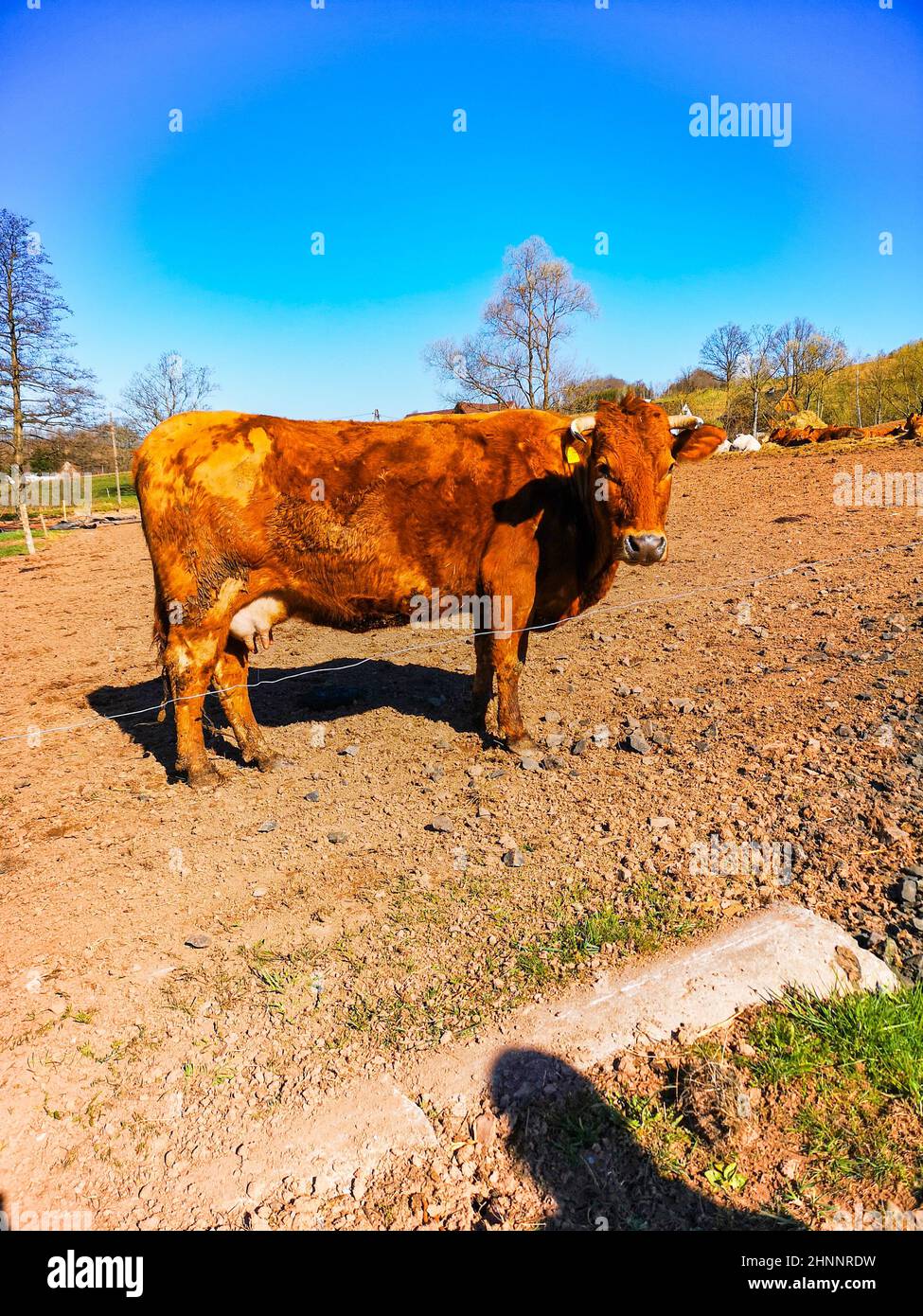Big old cow standing at pasture at sunny morning Stock Photo - Alamy