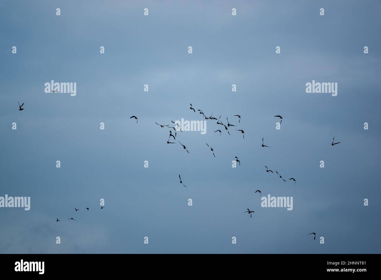 Magpie flock uk hi-res stock photography and images - Alamy
