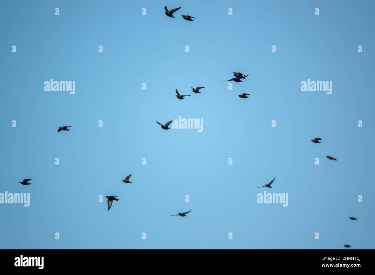 Magpie flock uk hi-res stock photography and images - Alamy