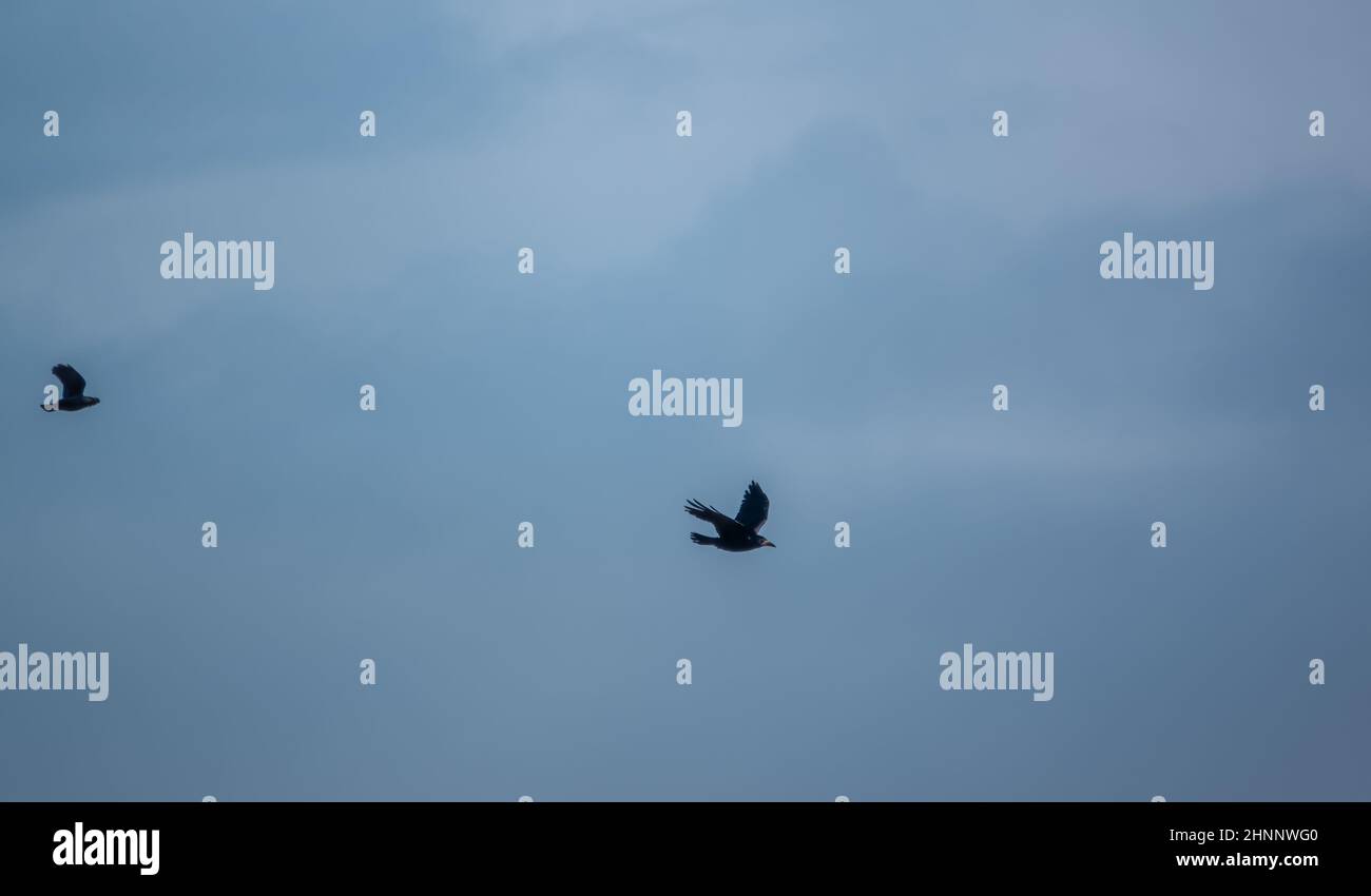 rooks (Corvus frugilegus) in flight over Salisbury Plain, Wiltshire UK ...