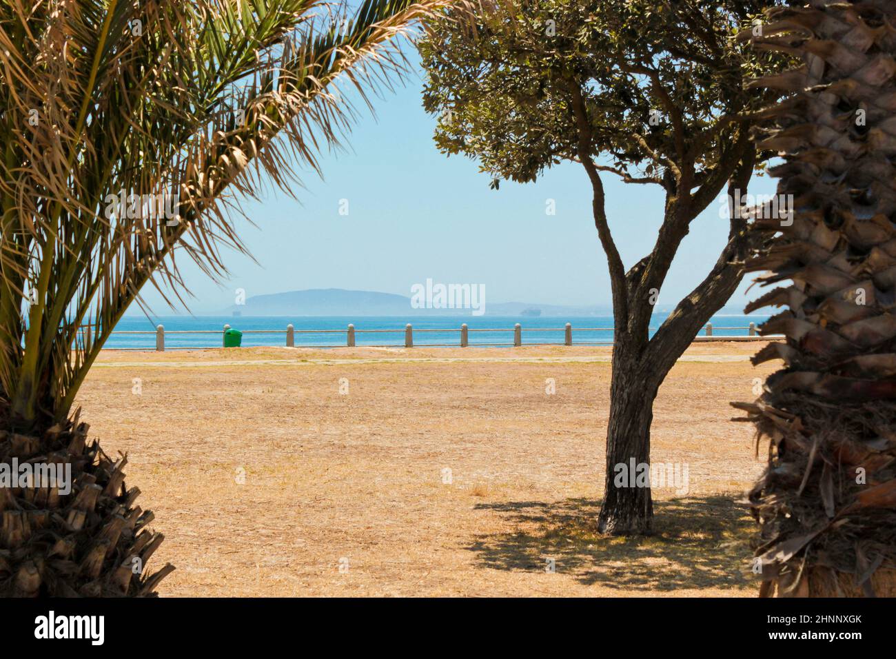 Cape town palm trees hi-res stock photography and images - Alamy