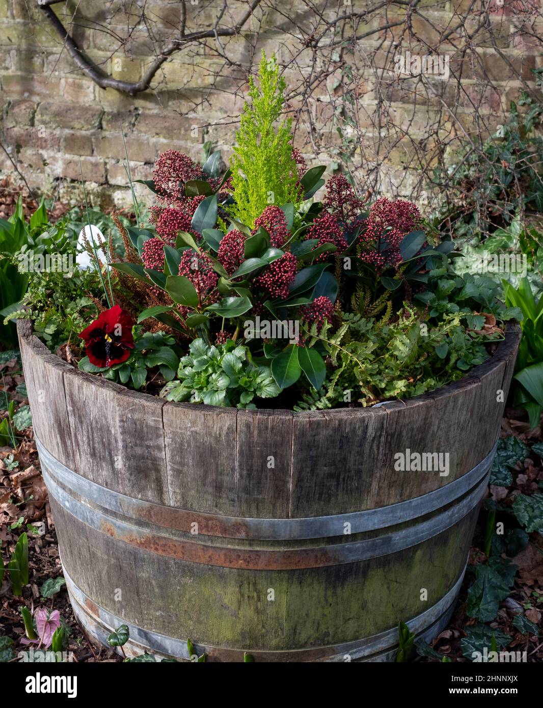 Dark pink flowers and miniature conifer tree planted in a vintage ...