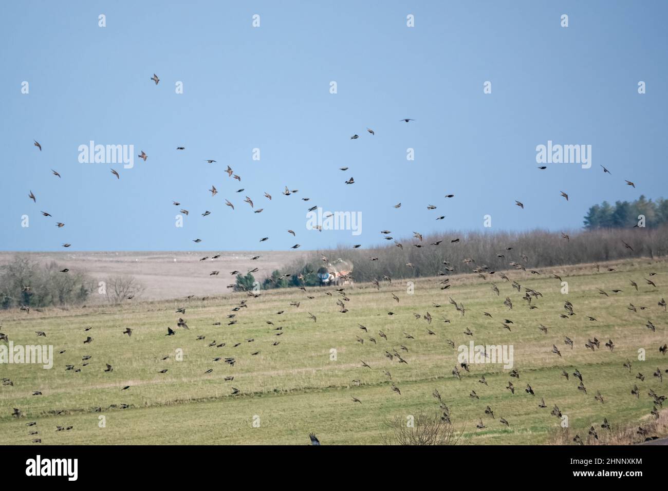 Magpie flock uk hi-res stock photography and images - Alamy