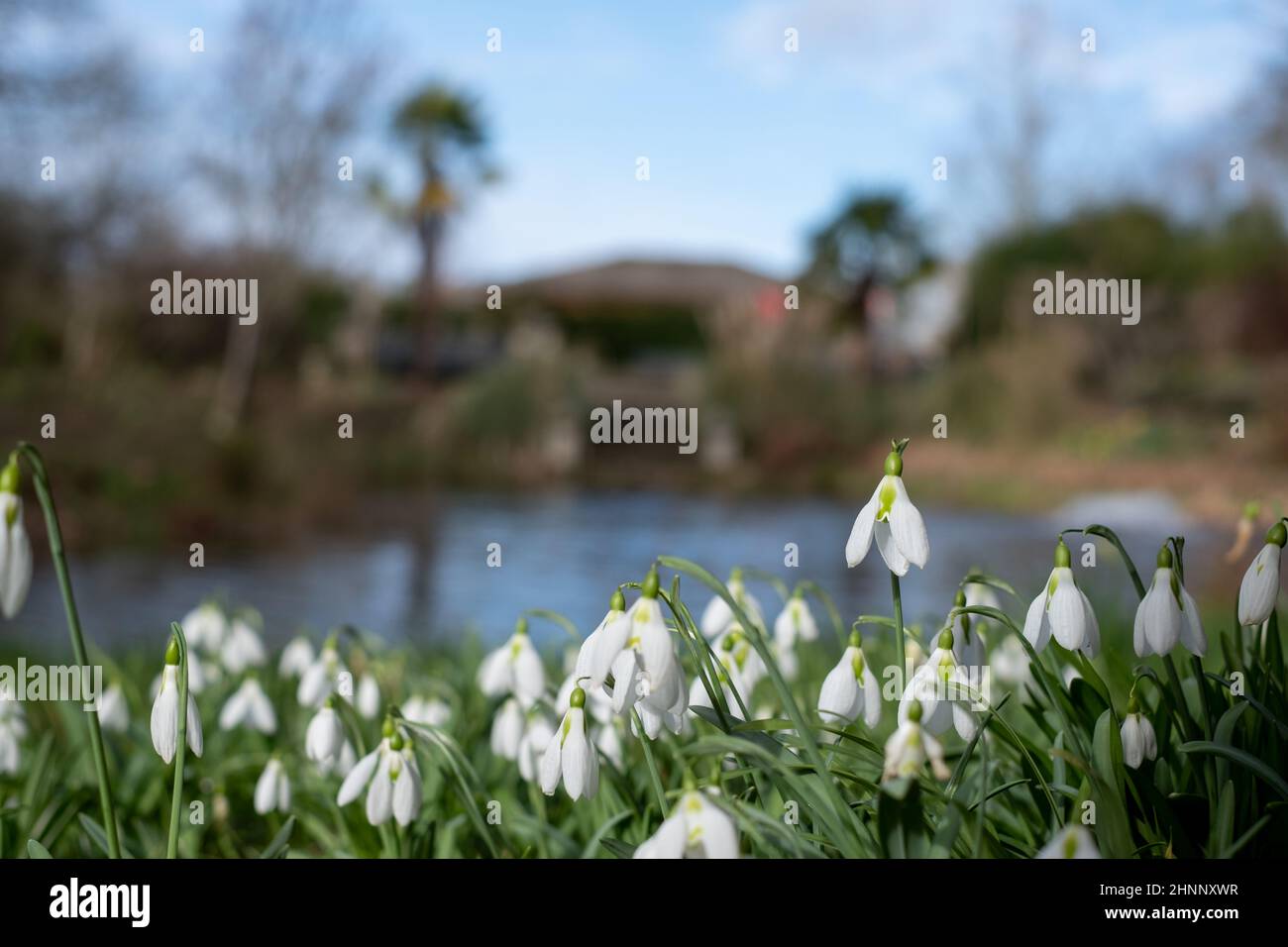 Snowdrop flowers growing at Myddleton House Gardens, Enfield in north ...