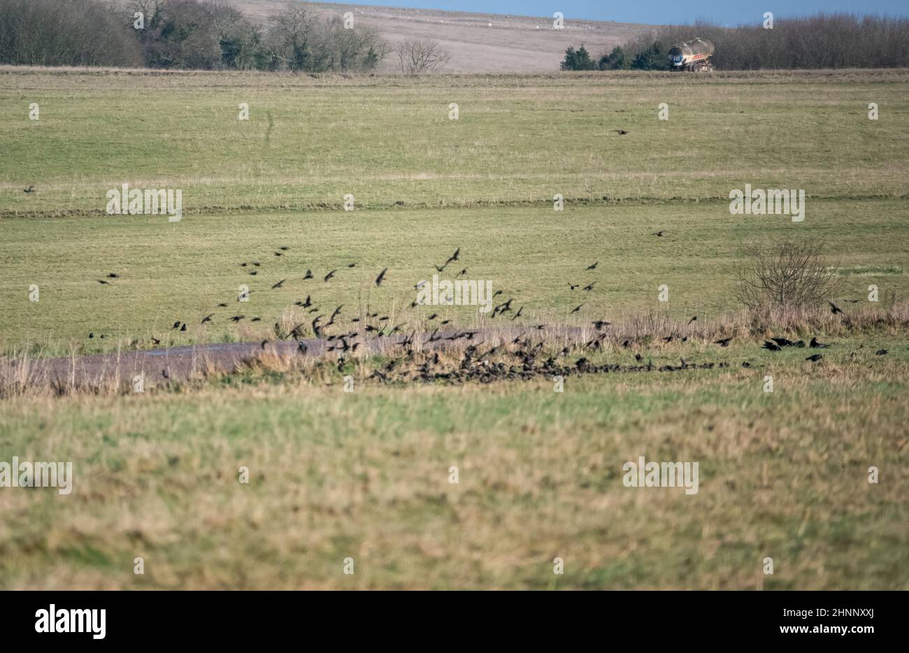 Magpie flock uk hi-res stock photography and images - Alamy