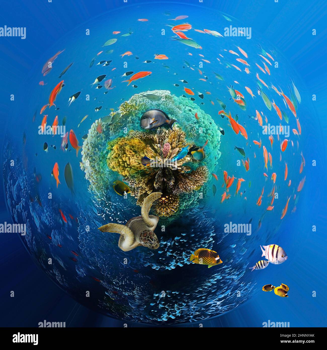 Underwater world egypt hi-res stock photography and images - Alamy