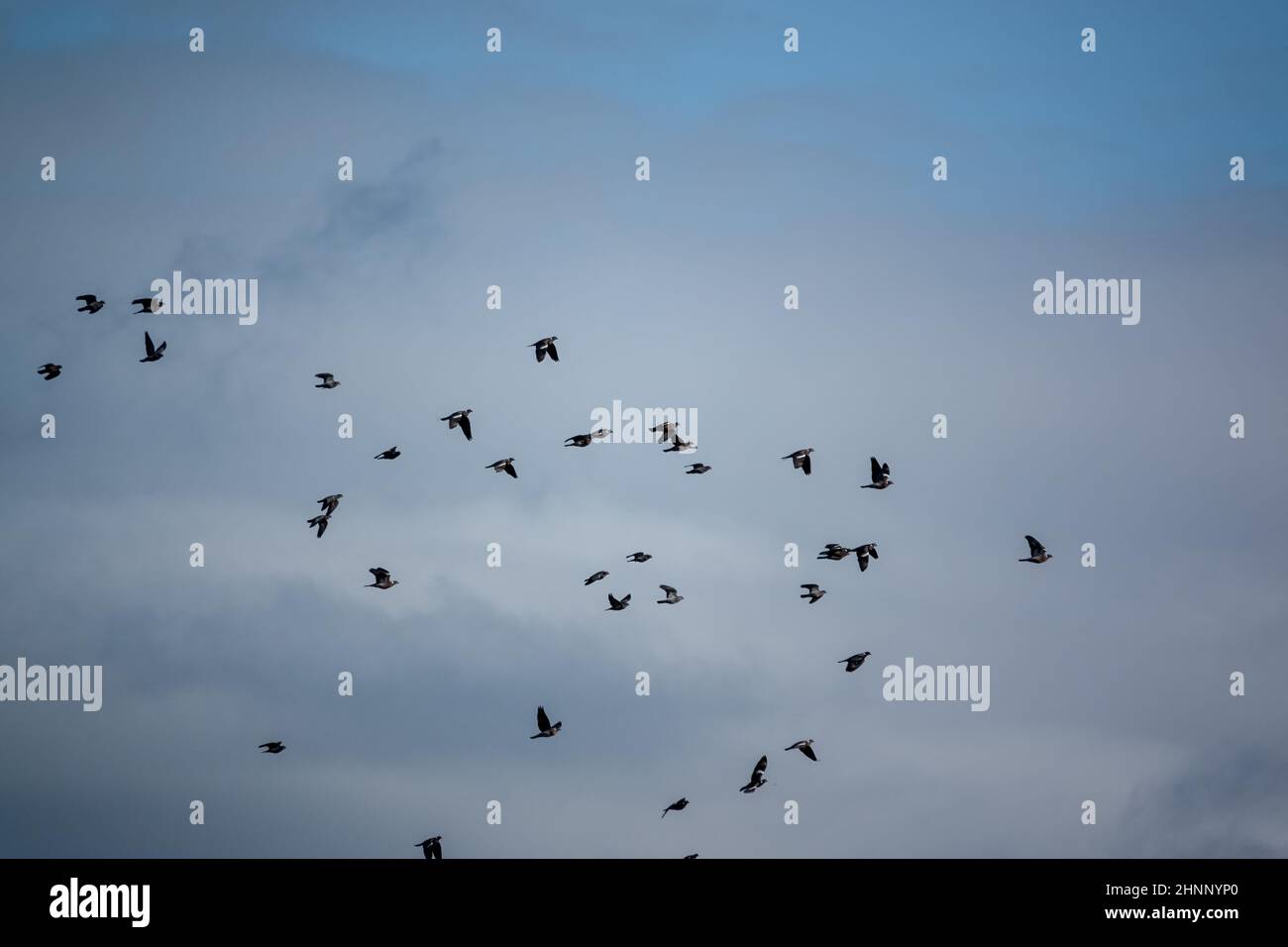 a flock (parliament) of rooks (Corvus frugilegus) in flight over ...