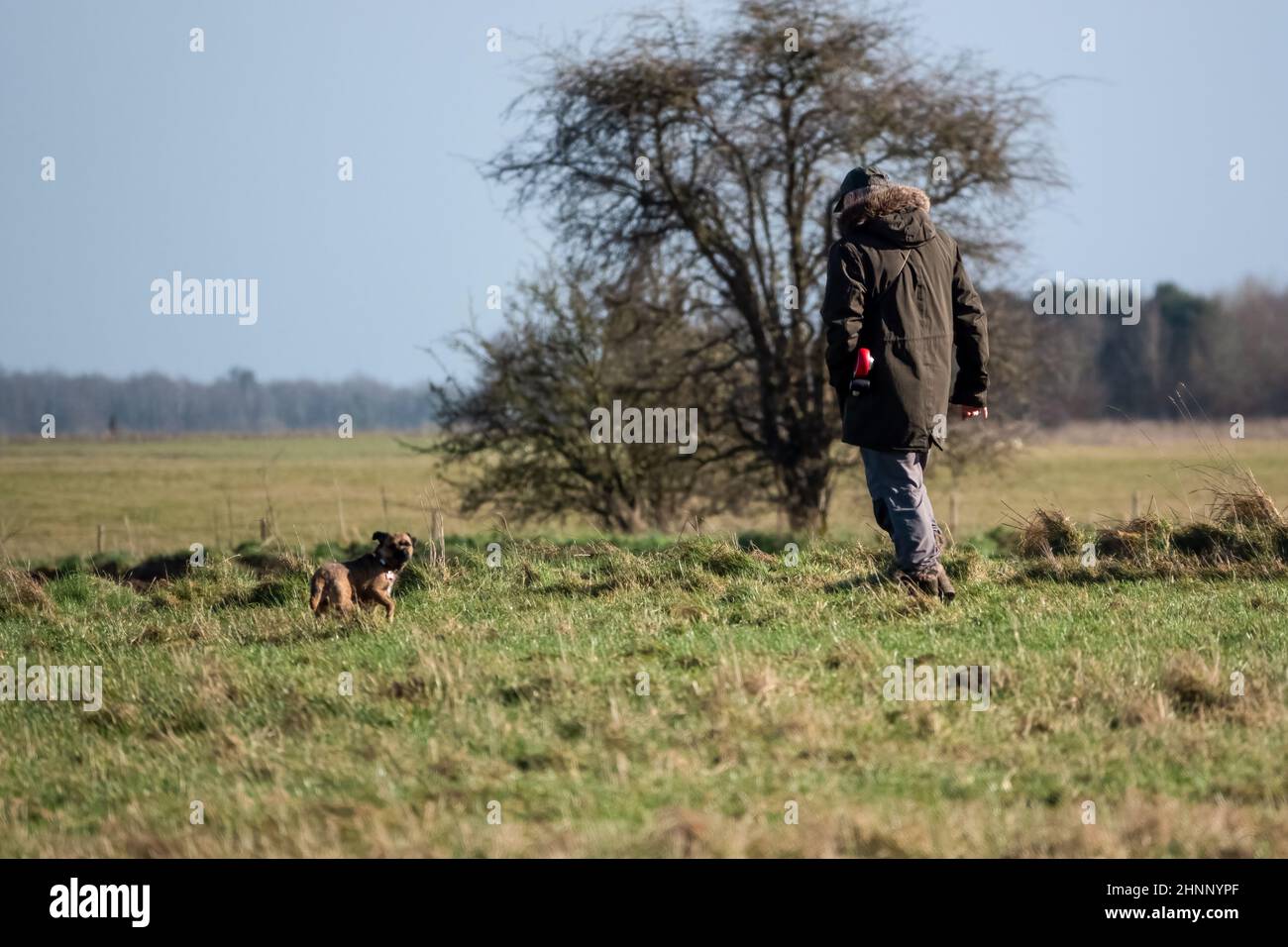 man walking his terrier cross dog across grassland field, open ...