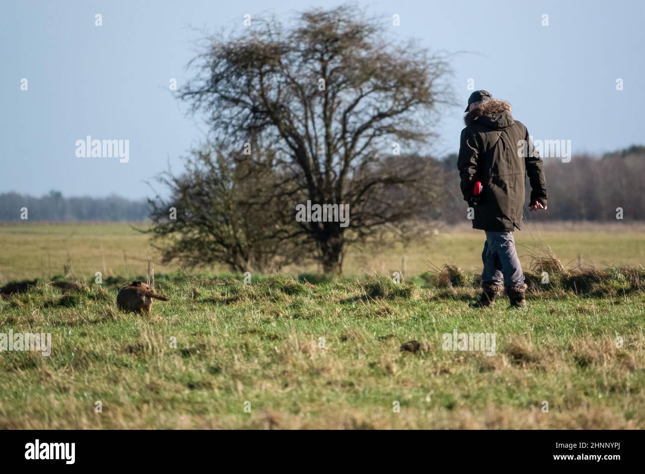 man walking his terrier cross dog across grassland field, open ...