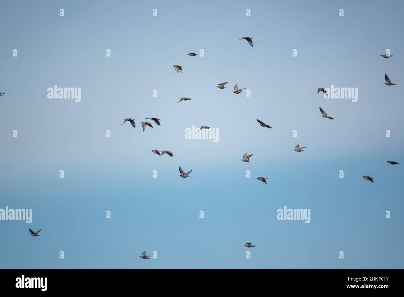 Carrion crow flock uk hi-res stock photography and images - Alamy