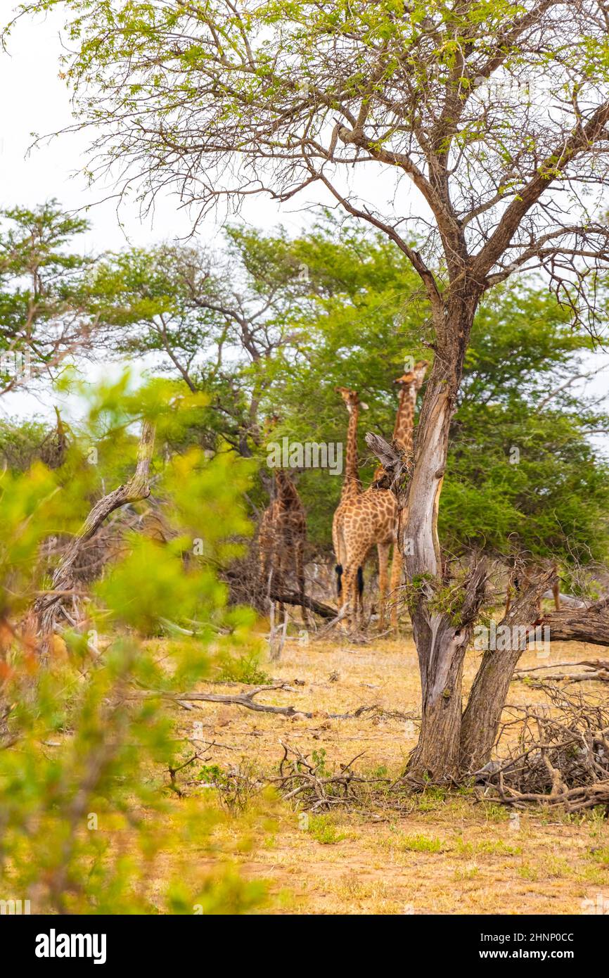 Beautiful tall majestic giraffes in the nature on safari in Kruger ...