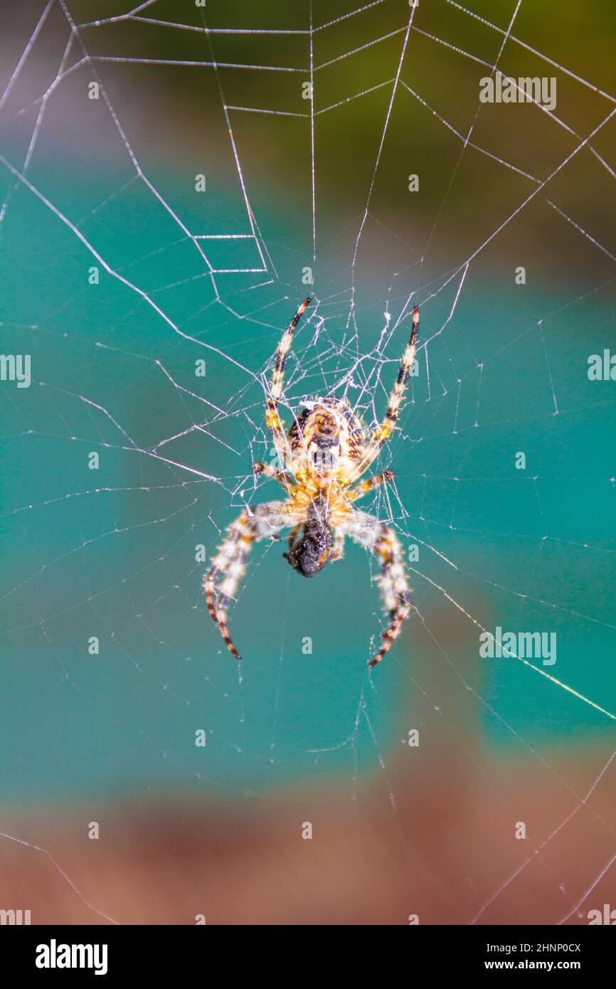 Turquoise spider hi-res stock photography and images - Alamy