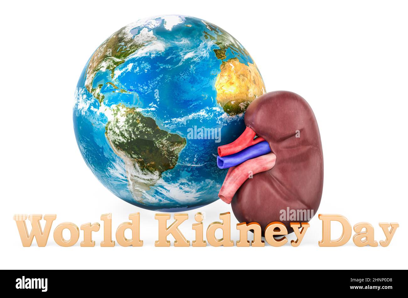 World Kidney Day concept. Human kidney with Earth Globe, 3D rendering ...